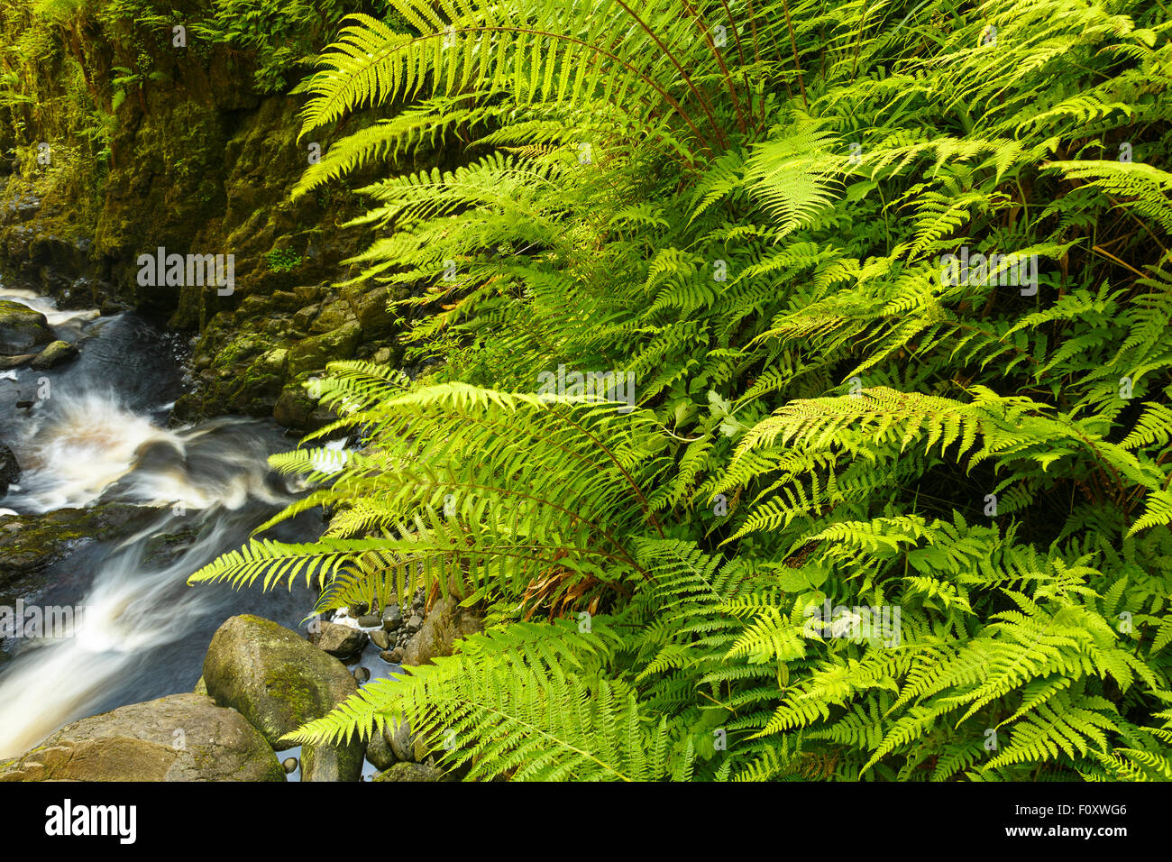 Waterfall. Glenariff Forest Park. North Ireland, U.K. , Europe Stock ...