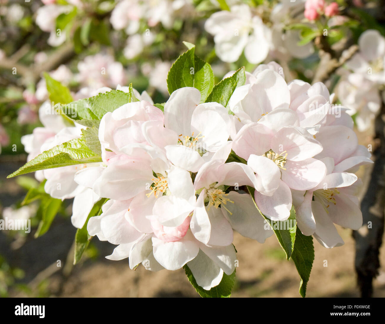 Flowers of apple tree on branch, close view Stock Photo - Alamy