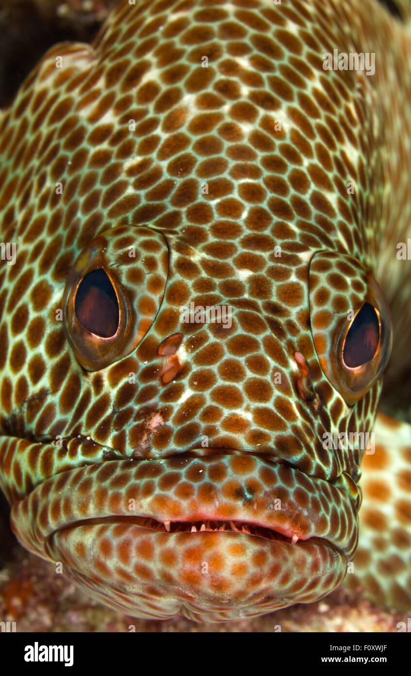 Grouper face hi-res stock photography and images - Alamy
