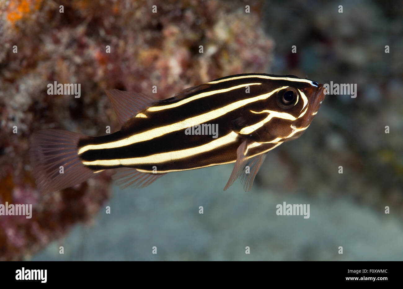 SMALL GROUPER SWIMMING IN CORAL REEF CLEAR WATER Stock Photo - Alamy
