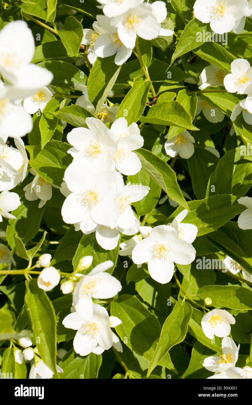 Jasmin High Resolution Stock Photography and Images - Alamy