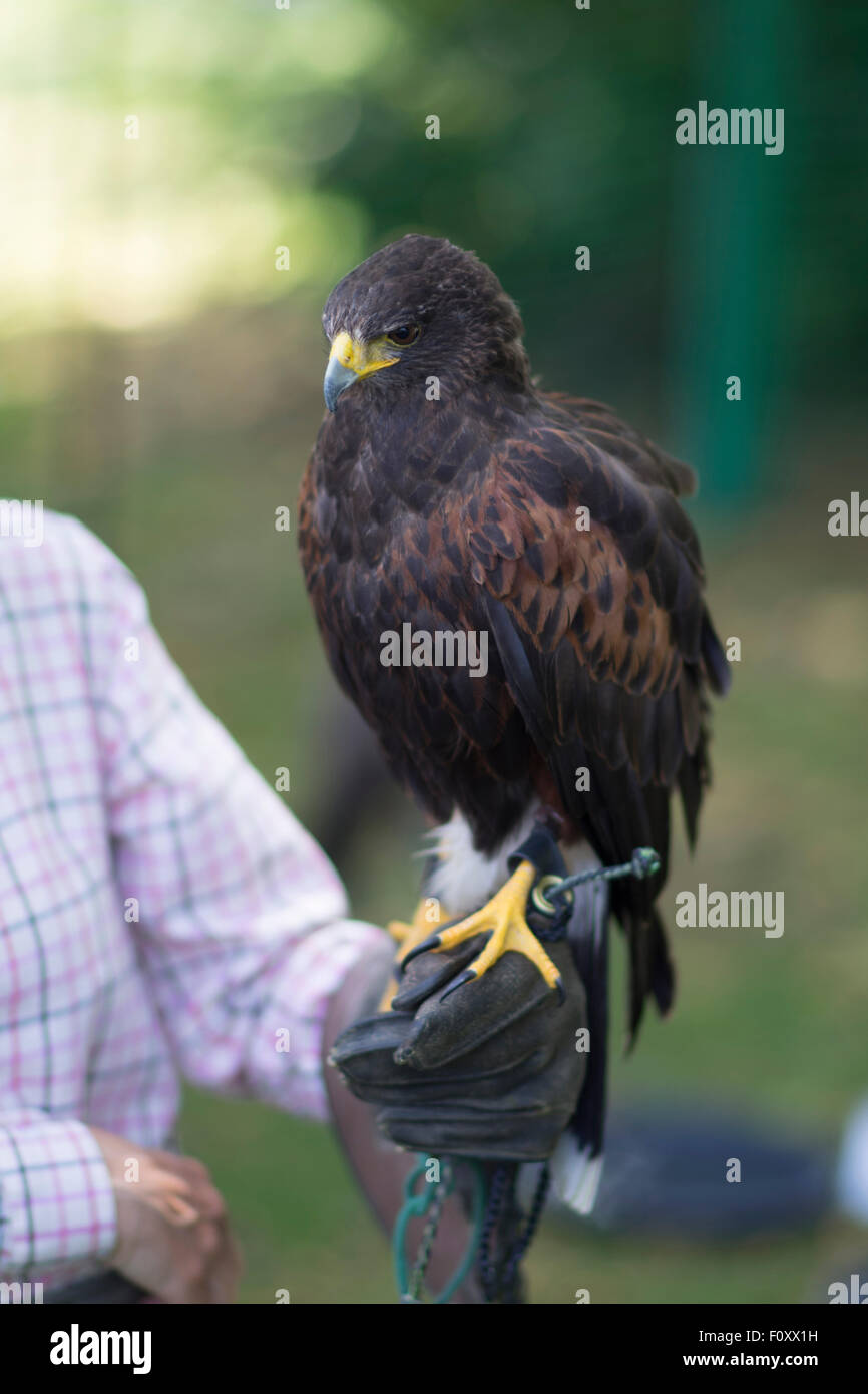 Harris hawk uk hi-res stock photography and images - Alamy