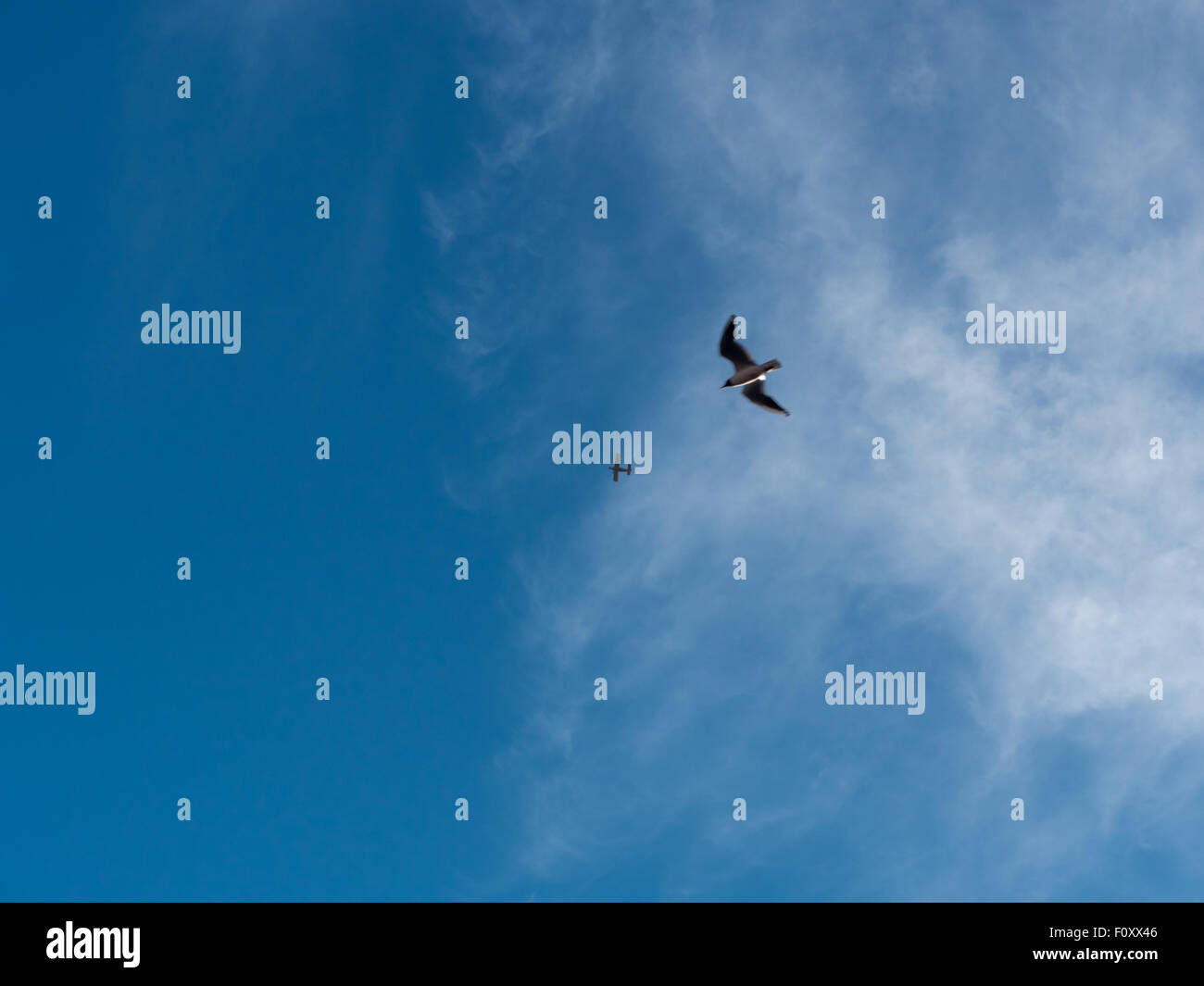 bird flying close to jet under clouds Stock Photo - Alamy