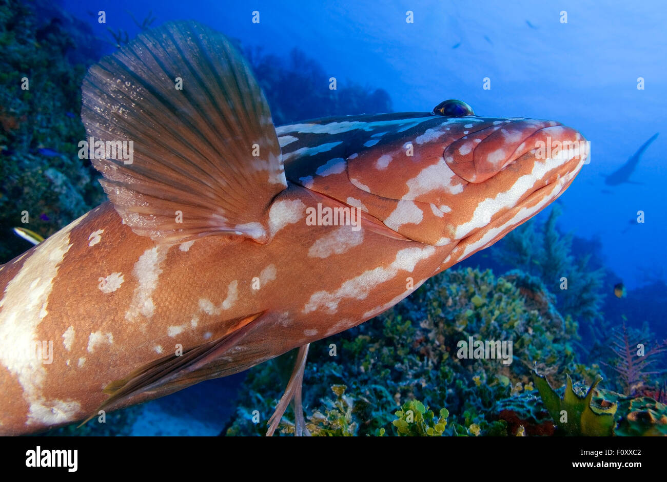 Nassau grouper fish hi-res stock photography and images - Alamy