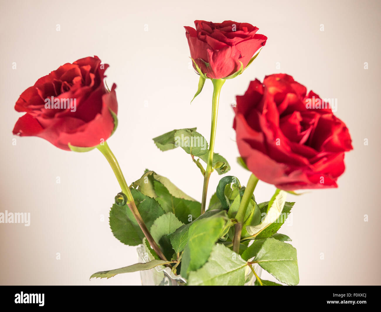 three dark red roses isolated on white Stock Photo - Alamy