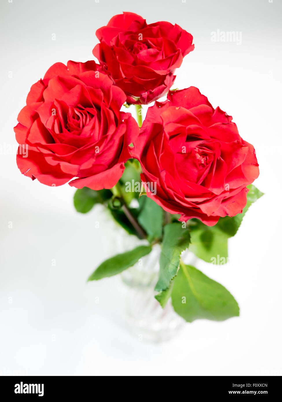 three dark red roses isolated on white Stock Photo - Alamy