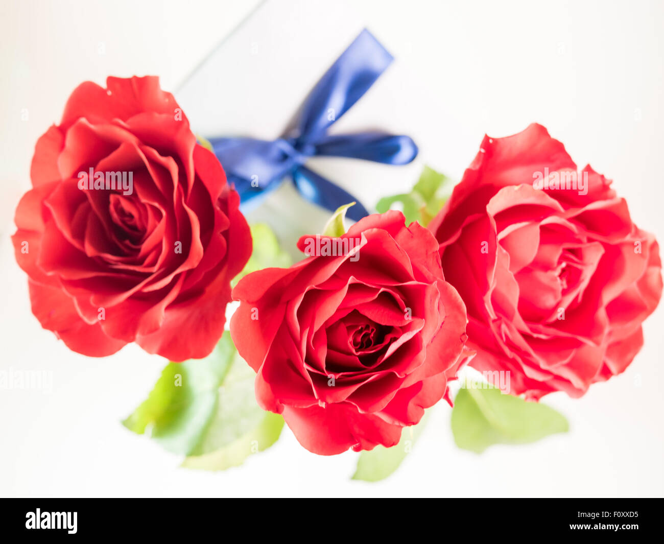 three dark red roses isolated on white Stock Photo - Alamy