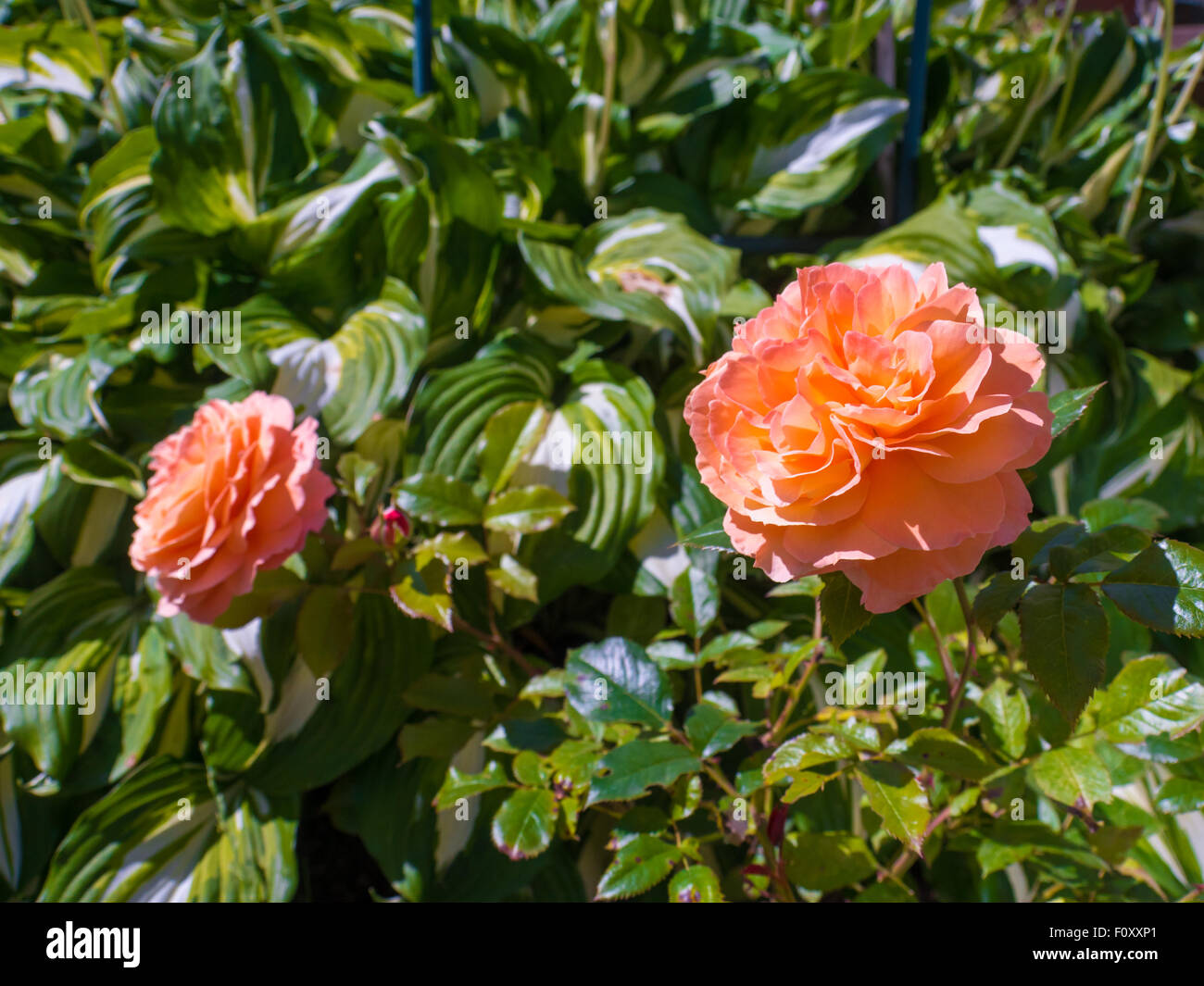 Orange beautiful rose growing in the garden at summer Stock Photo - Alamy