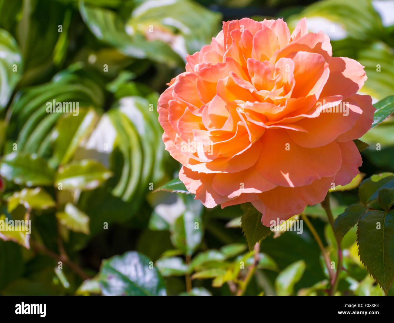 Orange beautiful rose growing in the garden at summer Stock Photo - Alamy