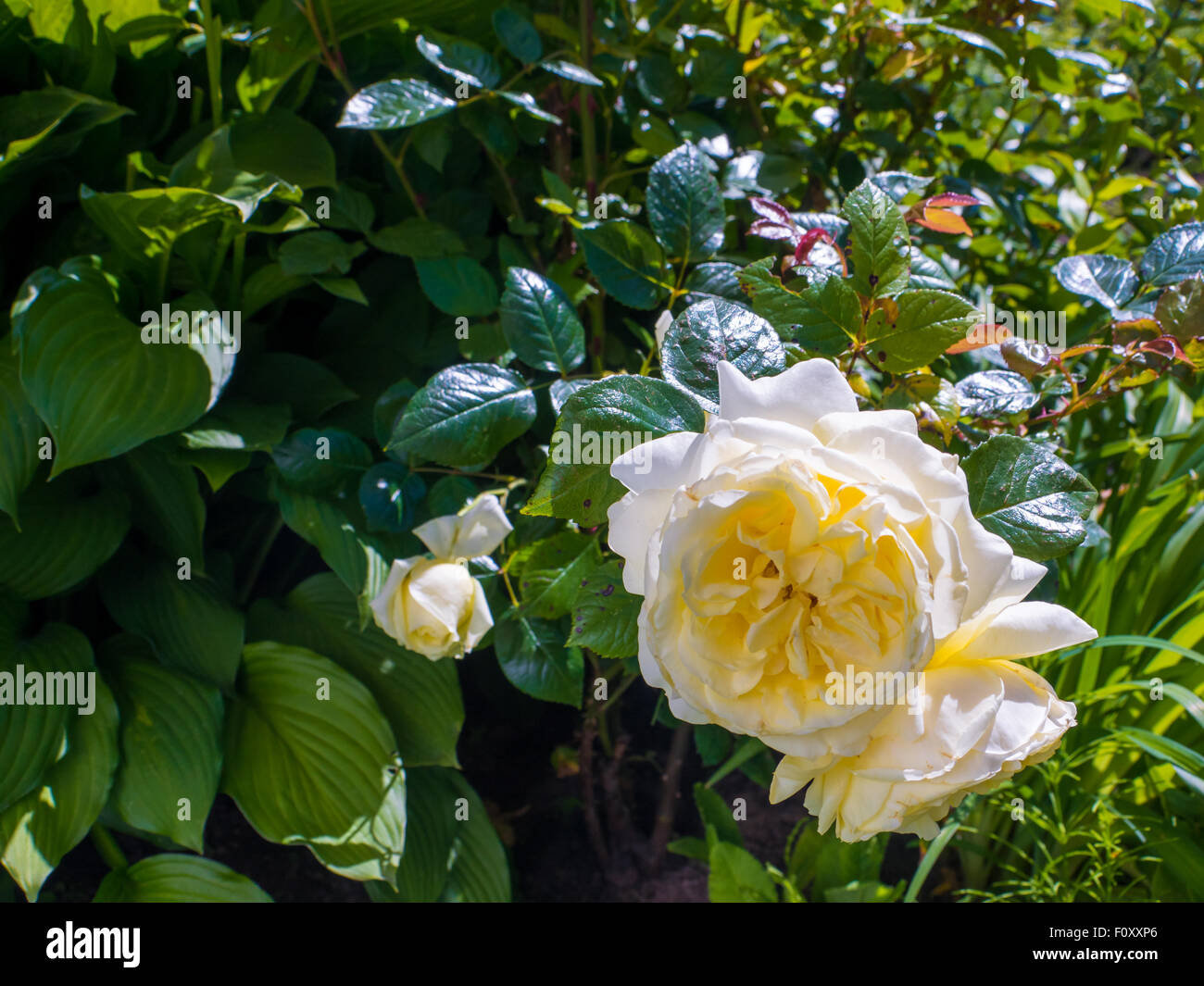 Beautiful wilted white roses in late summer Stock Photo - Alamy