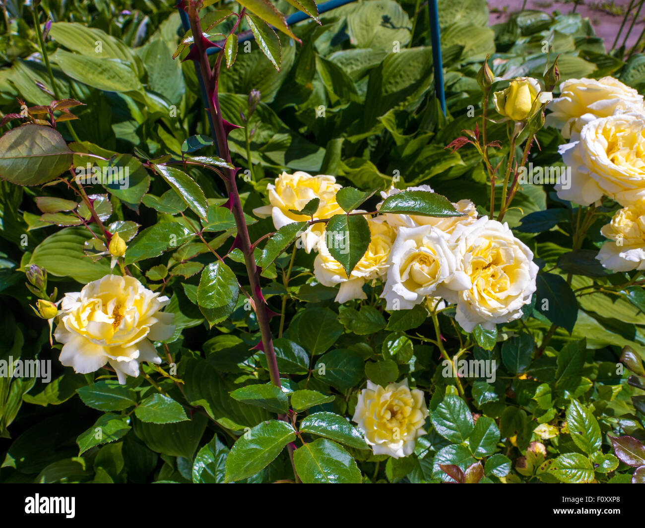 Beautiful wilted white roses in late summer Stock Photo - Alamy