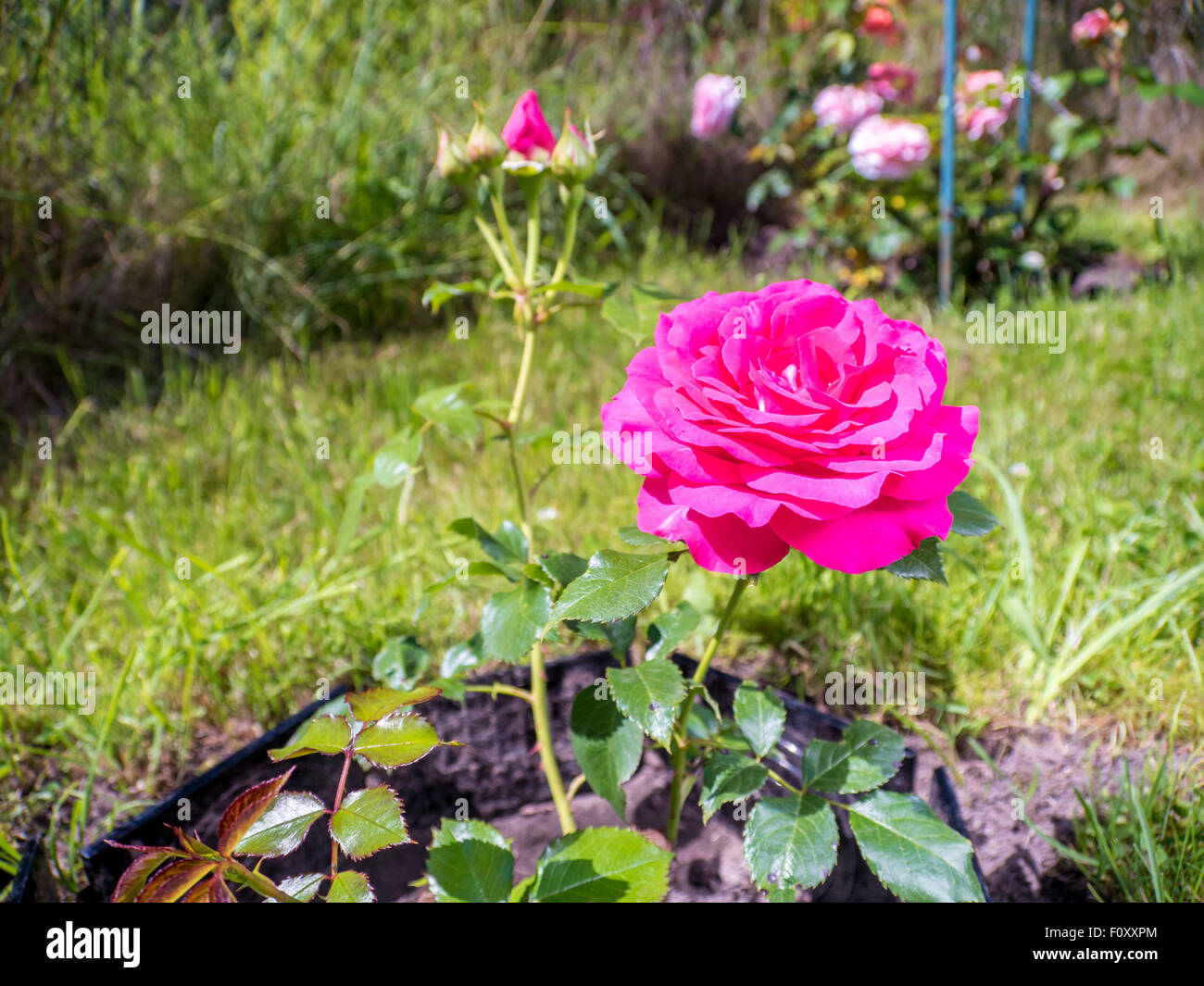Fragrant purple Rose in Full Bloom. summer Stock Photo - Alamy
