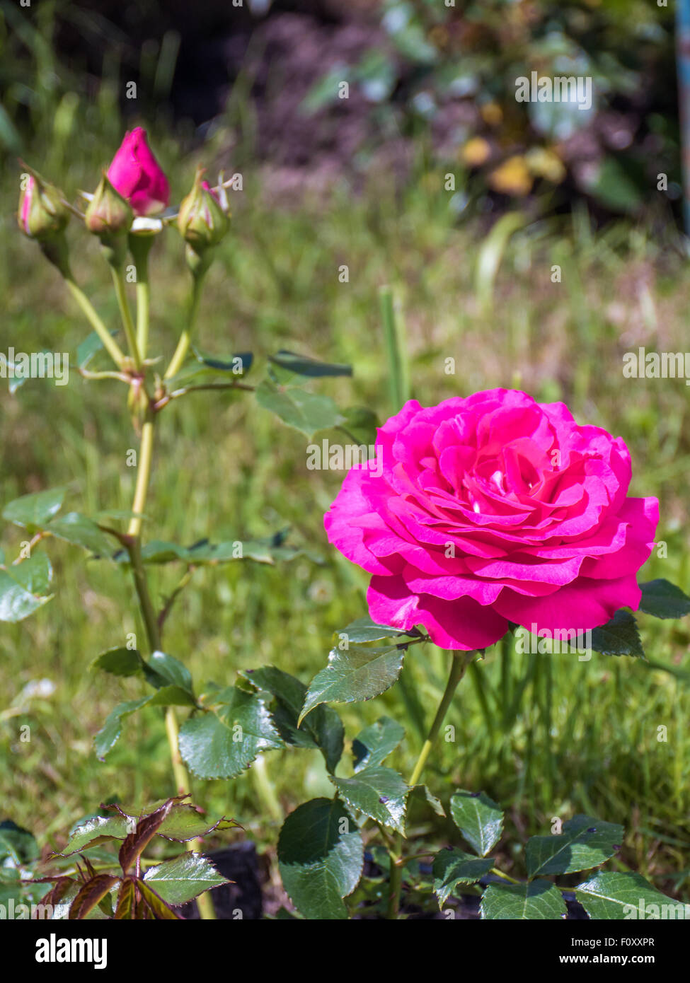 Fragrant purple Rose in Full Bloom. summer Stock Photo - Alamy