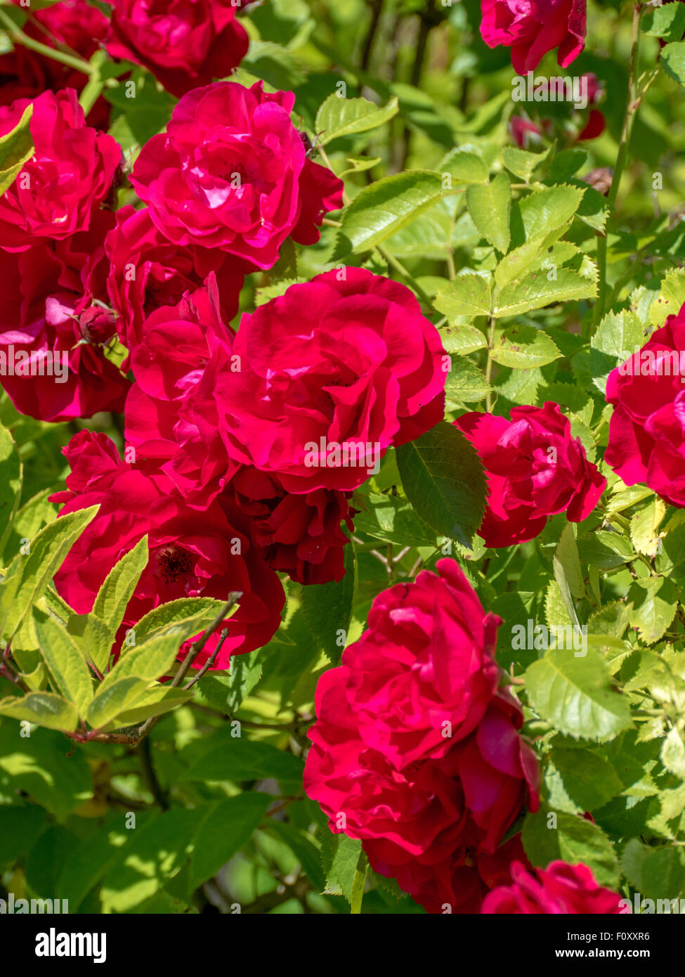 Fragrant purple Rose in Full Bloom. summer Stock Photo - Alamy