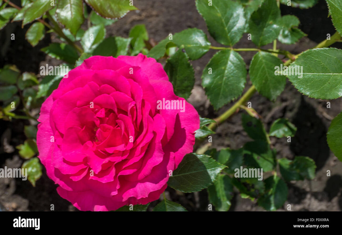 Fragrant purple Rose in Full Bloom. summer Stock Photo - Alamy