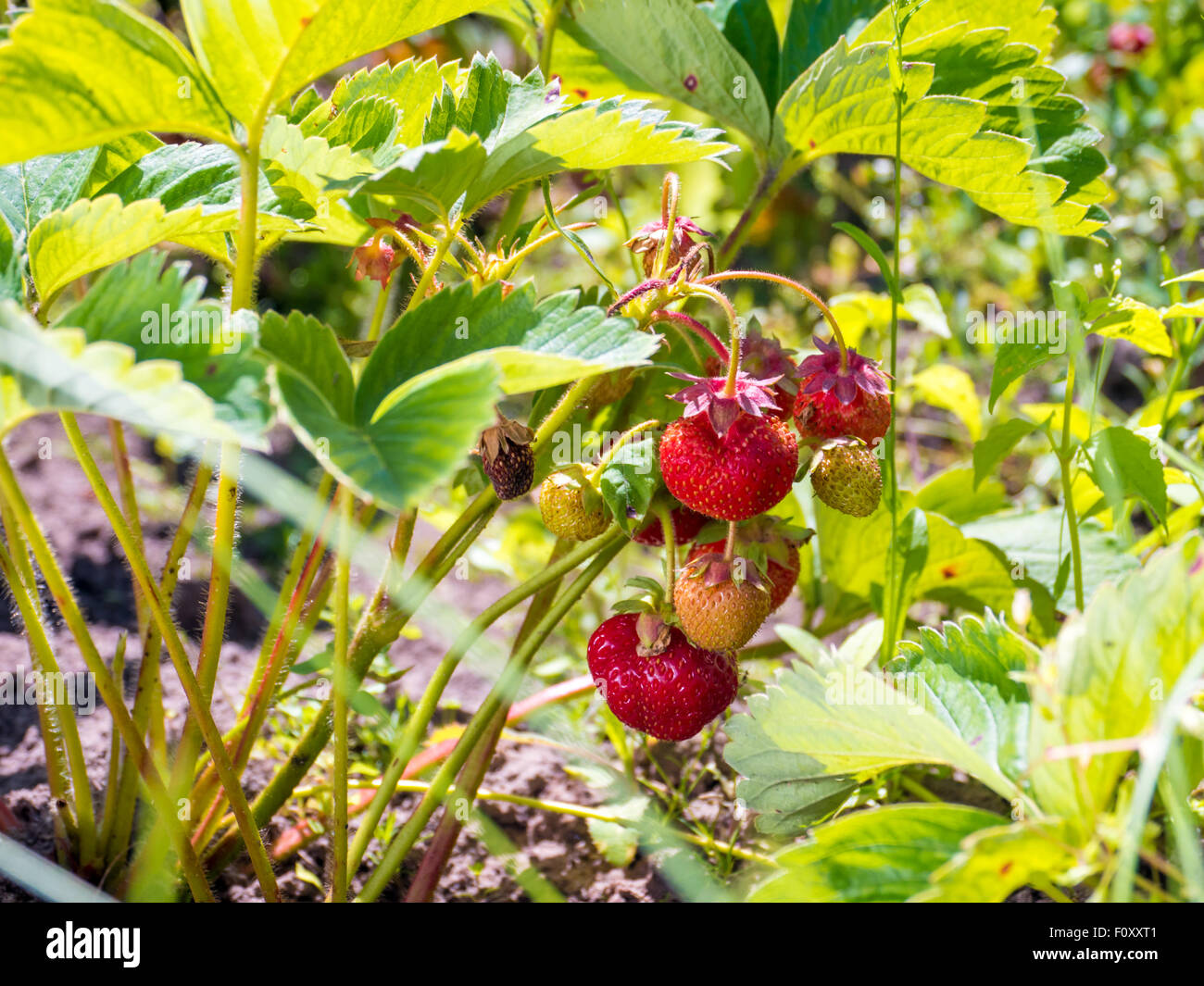 fresh strawberries growing close to summer house Stock Photo - Alamy
