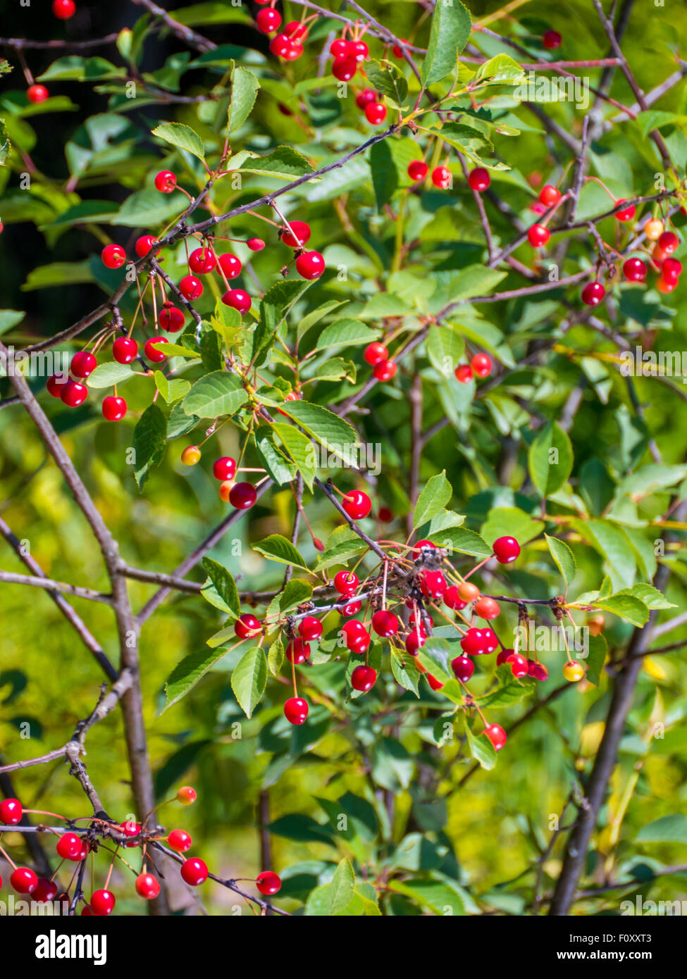 Red Cherry - Cherry tree in the sunny garden Stock Photo - Alamy