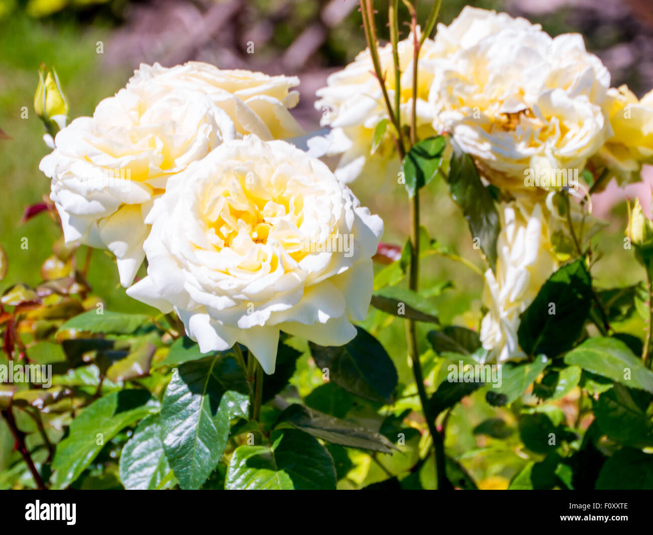 Wilted bush roses hi-res stock photography and images - Alamy