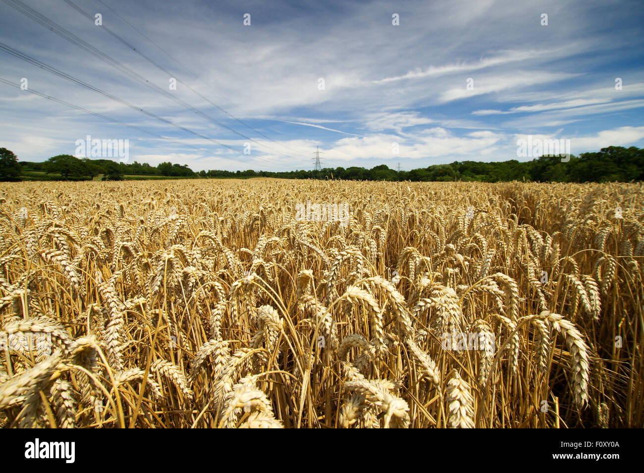Crops and fields hi-res stock photography and images - Alamy
