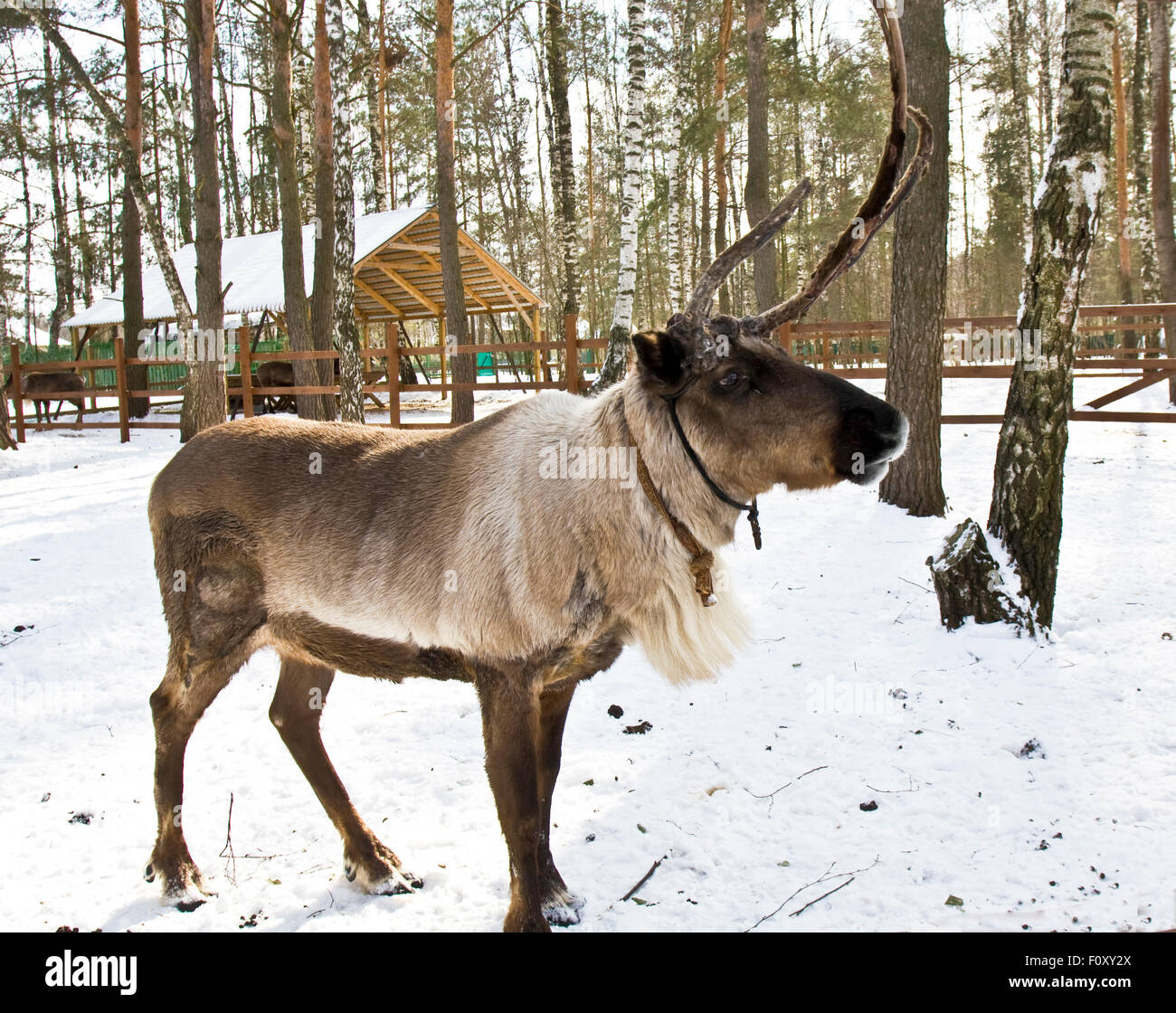 Northern deer standing on snow in forest in March, when they start ...