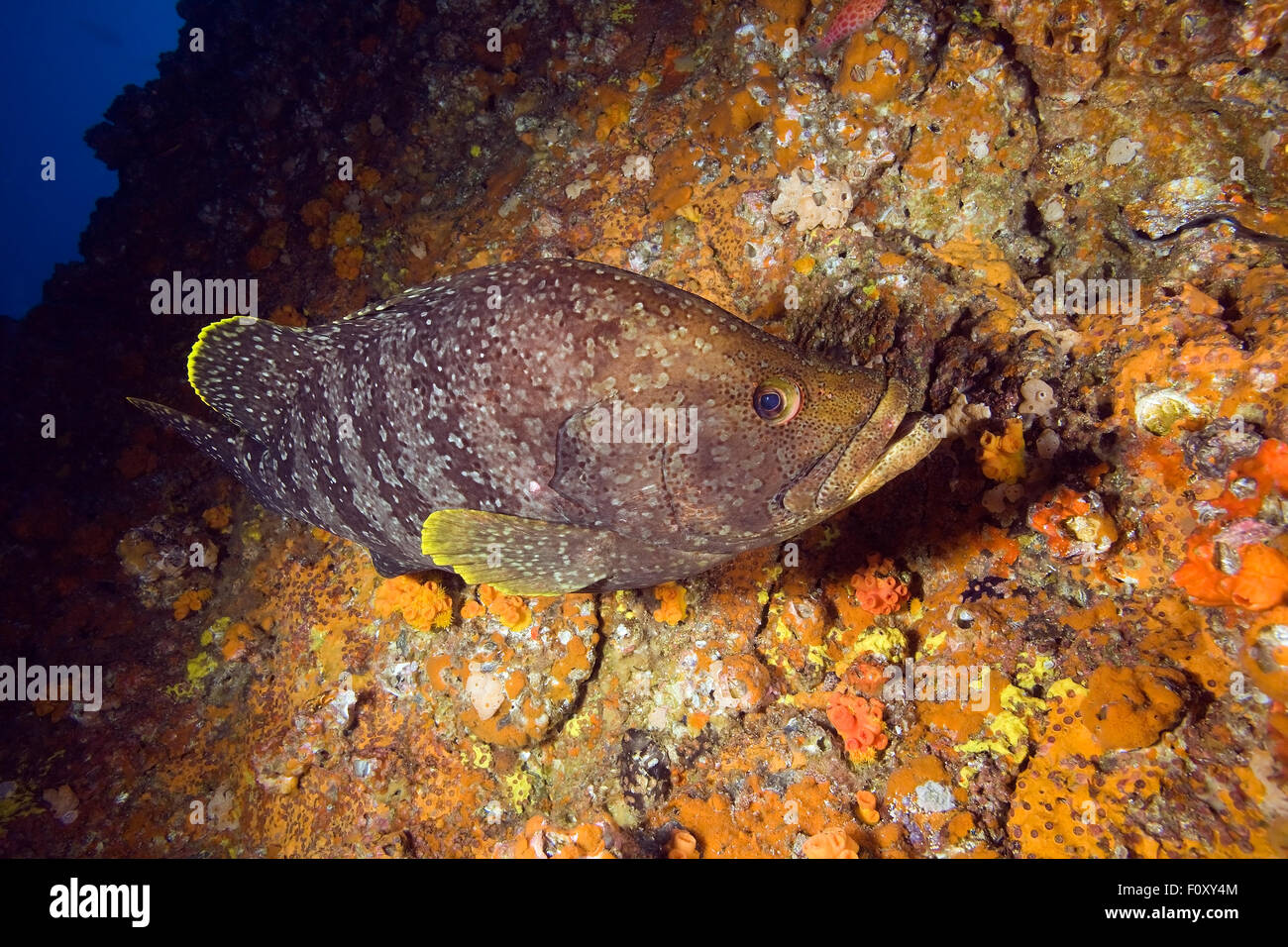 GROUPER SWIMMING IN CORAL REEF CLEAR WATER Stock Photo - Alamy
