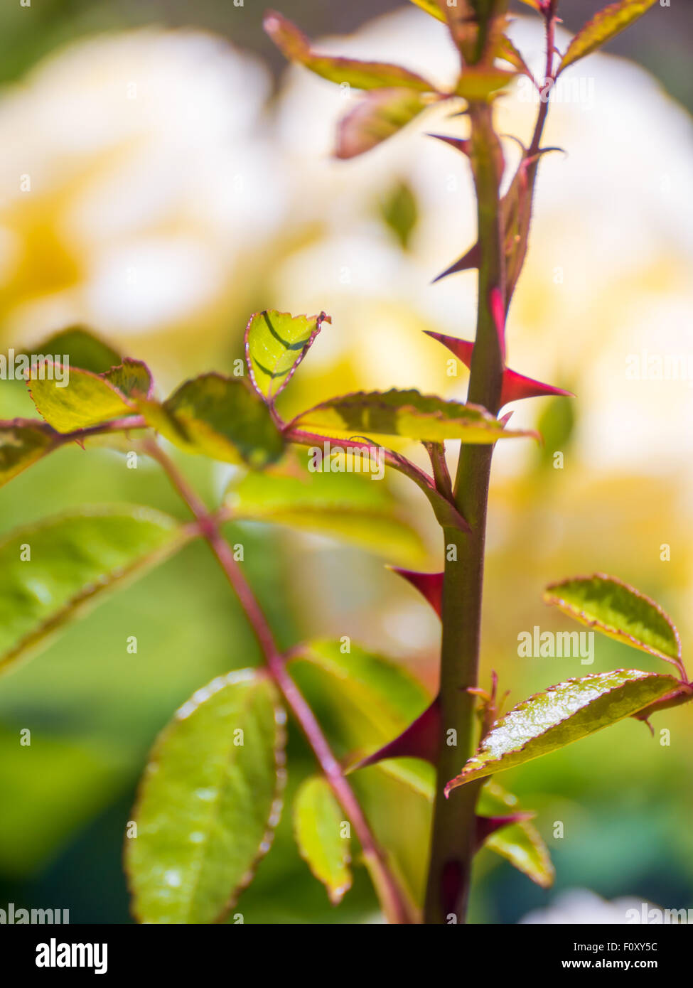 field of fresh yellow garden roses, needles Stock Photo - Alamy