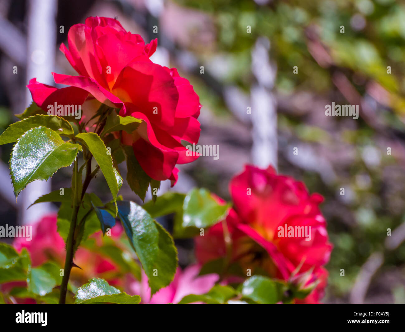 Fragrant purple Rose in Full Bloom. summer Stock Photo - Alamy