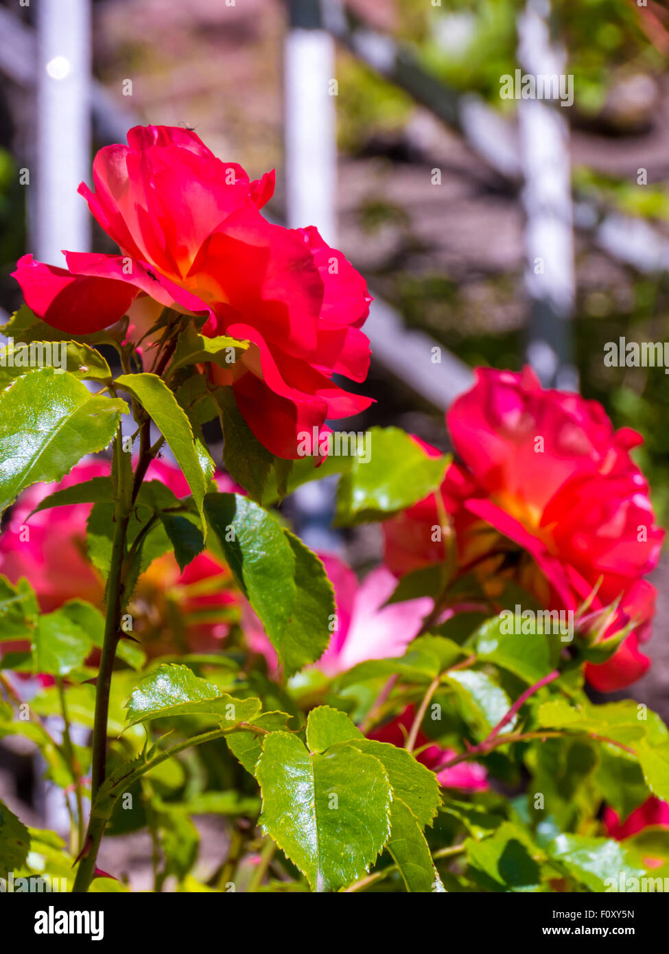 Fragrant purple Rose in Full Bloom. summer Stock Photo - Alamy