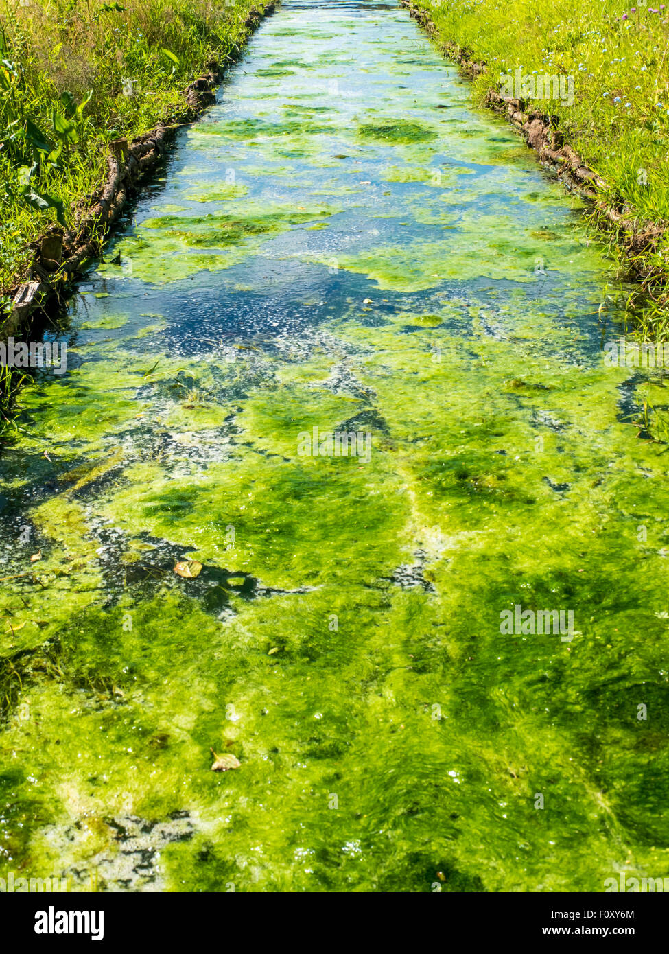 Mossy river green texture hi-res stock photography and images - Alamy