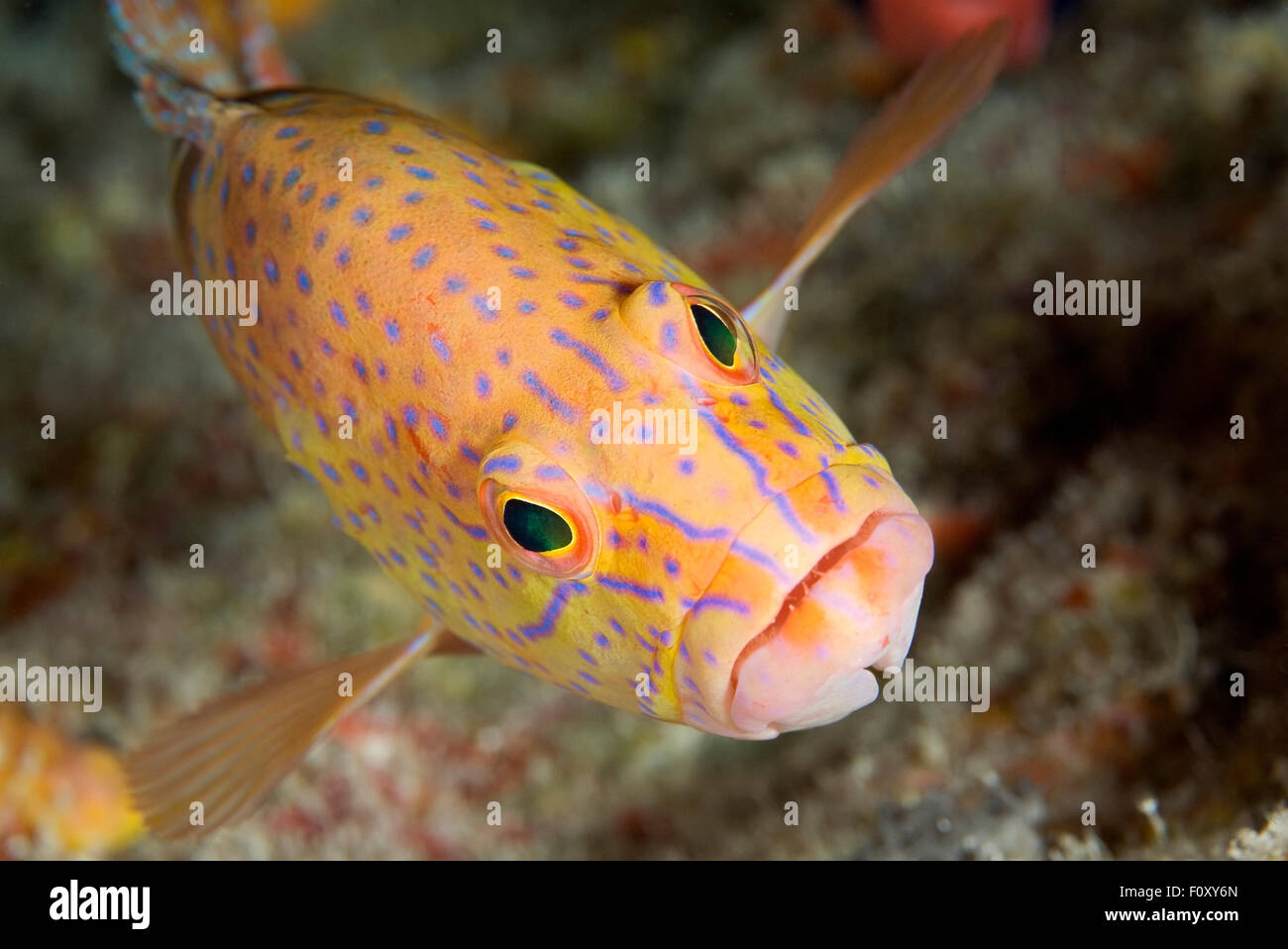 Grouper underwater view tropical fish hi-res stock photography and ...