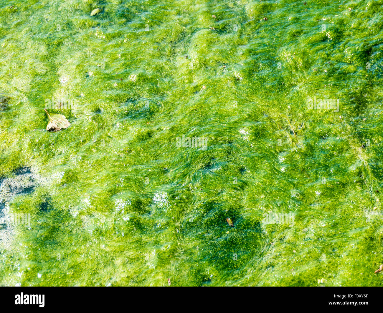 Mossy river green texture hi-res stock photography and images - Alamy