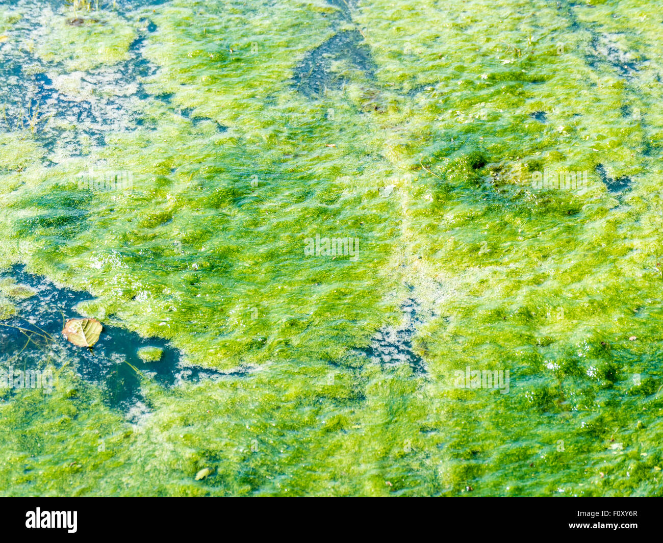 Mossy river green texture hi-res stock photography and images - Alamy