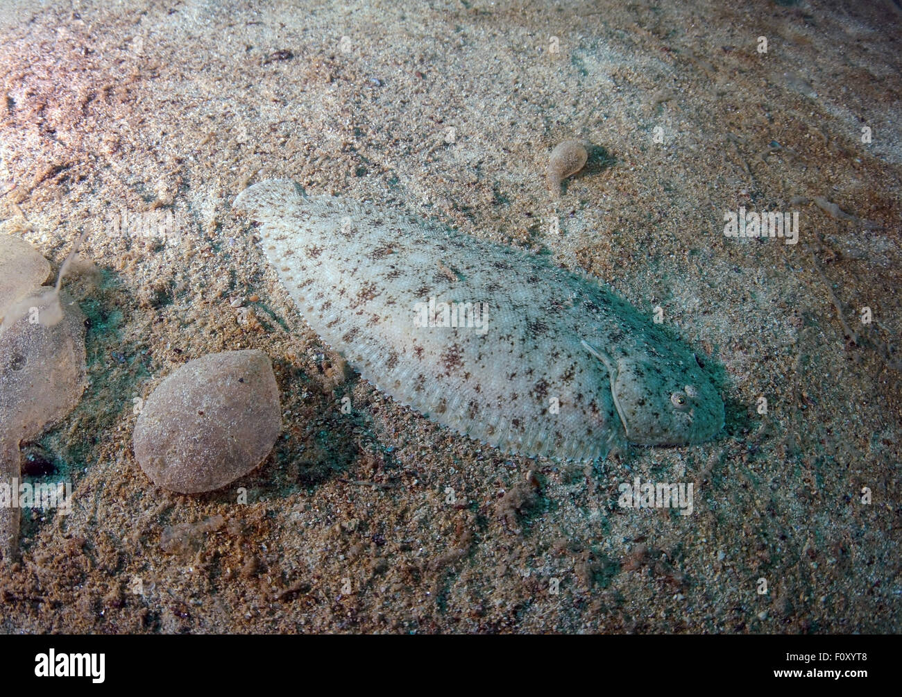 Oct. 15, 2014 - Black Sea, Ukraine - European flounder (Platichthys ...