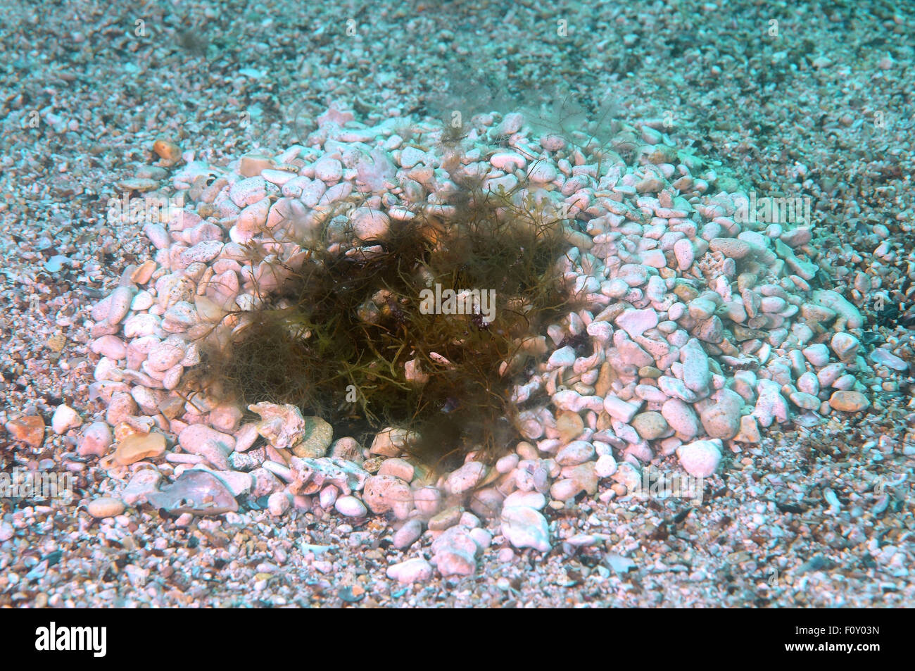 Wrasse gris hi-res stock photography and images - Alamy