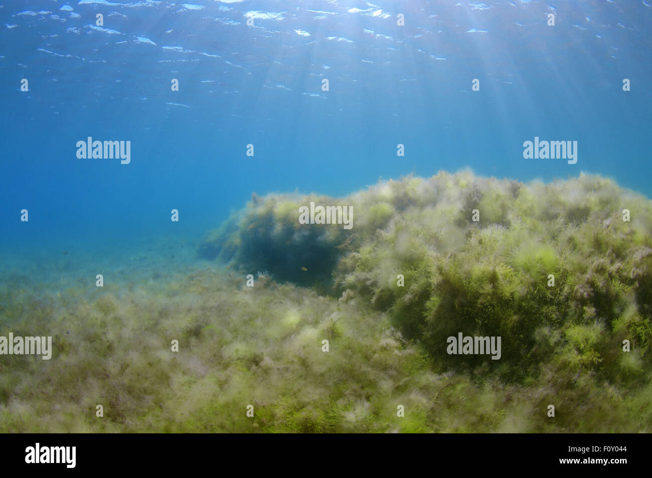 Algae and seagrass beds hi-res stock photography and images - Alamy
