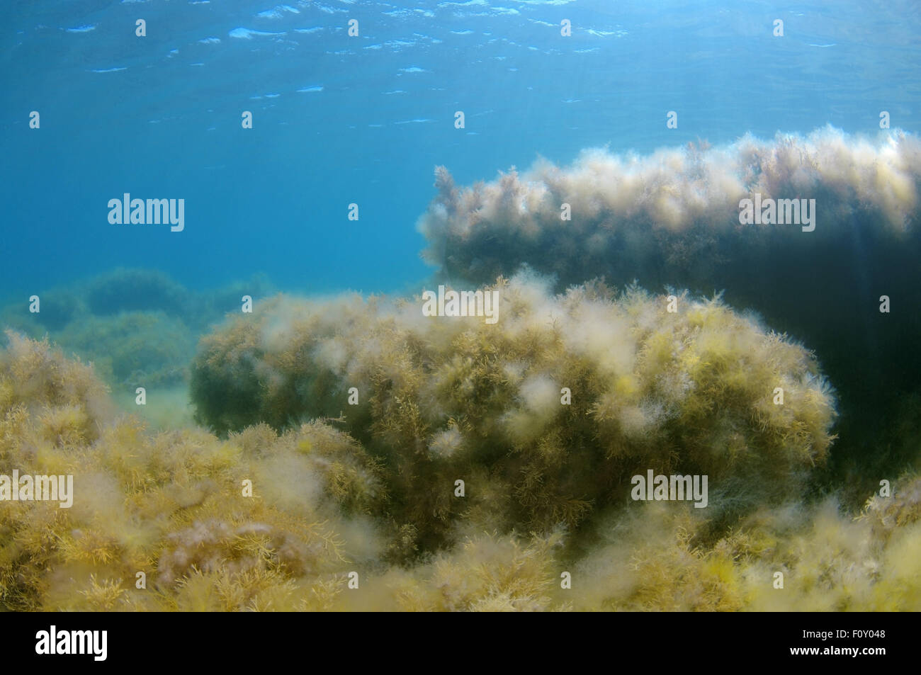 Algae and seagrass beds hi-res stock photography and images - Alamy