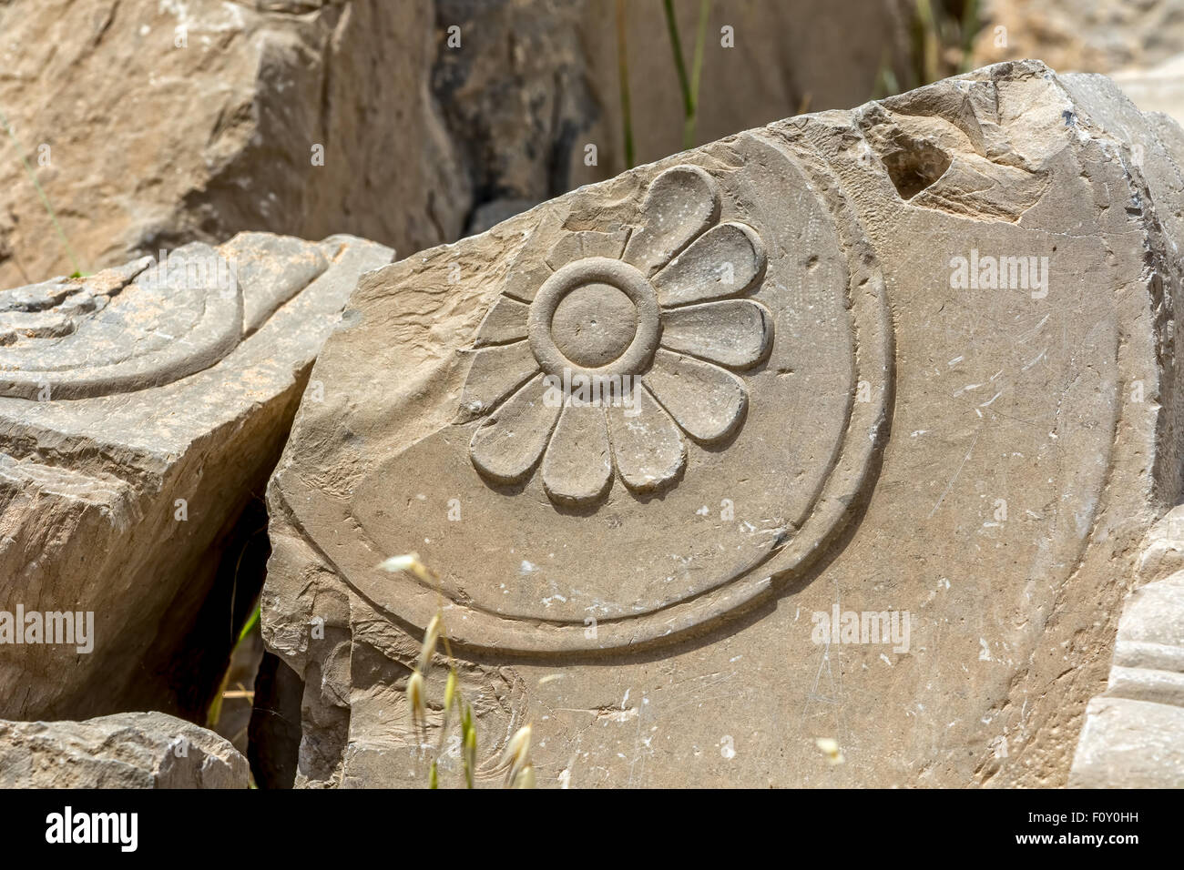 Persepolis ruins flower detail Stock Photo - Alamy