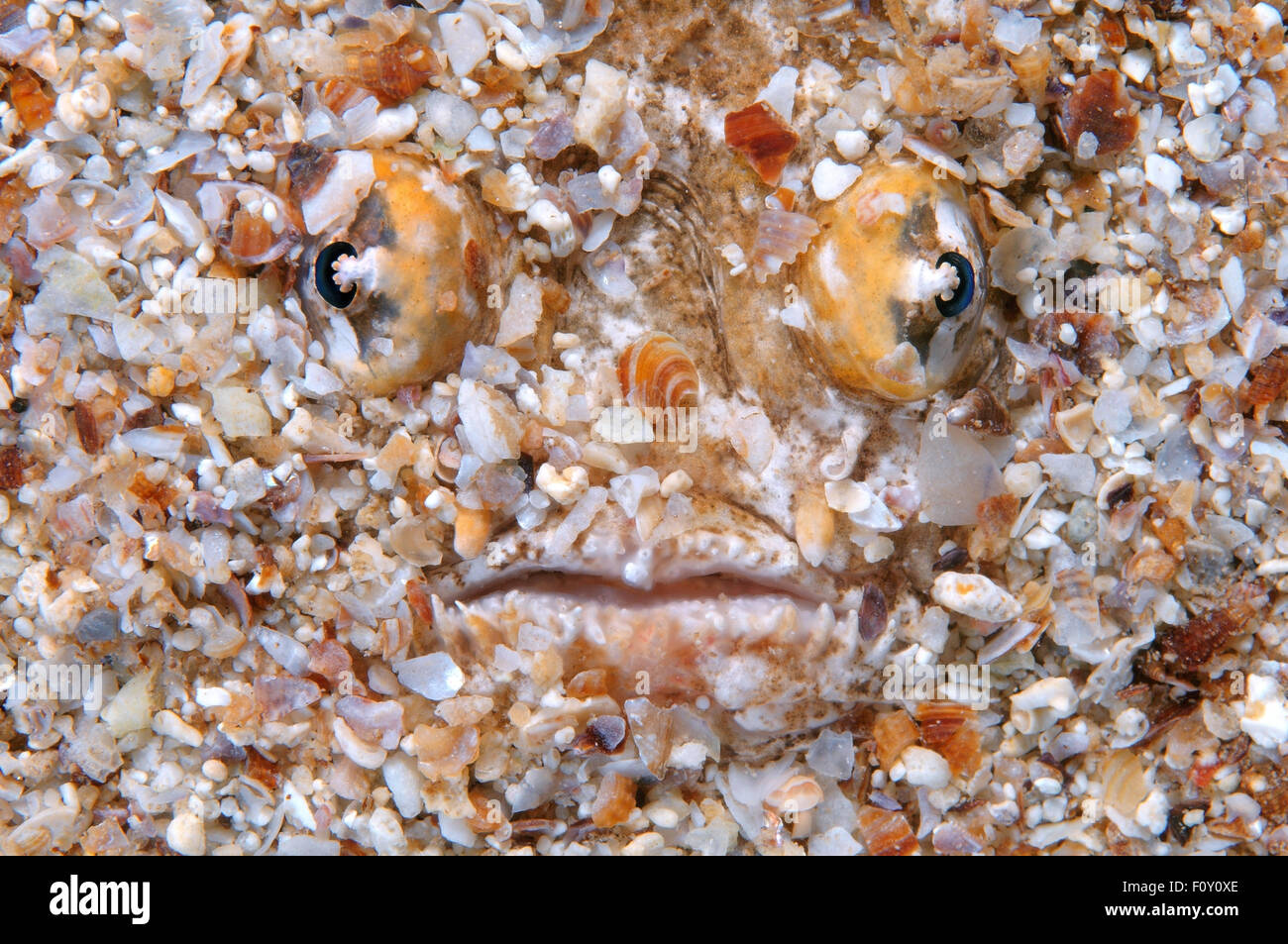 15 stargazer hi-res stock photography and images - Alamy