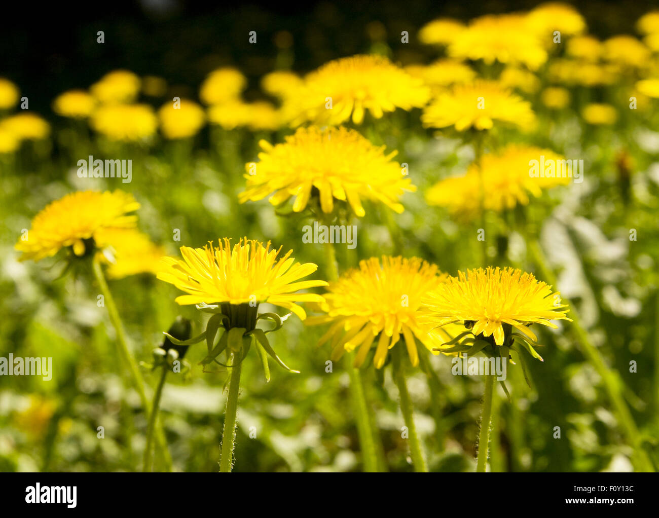 Many wild flowers dandelions of yellow colour on a meadow Stock Photo ...