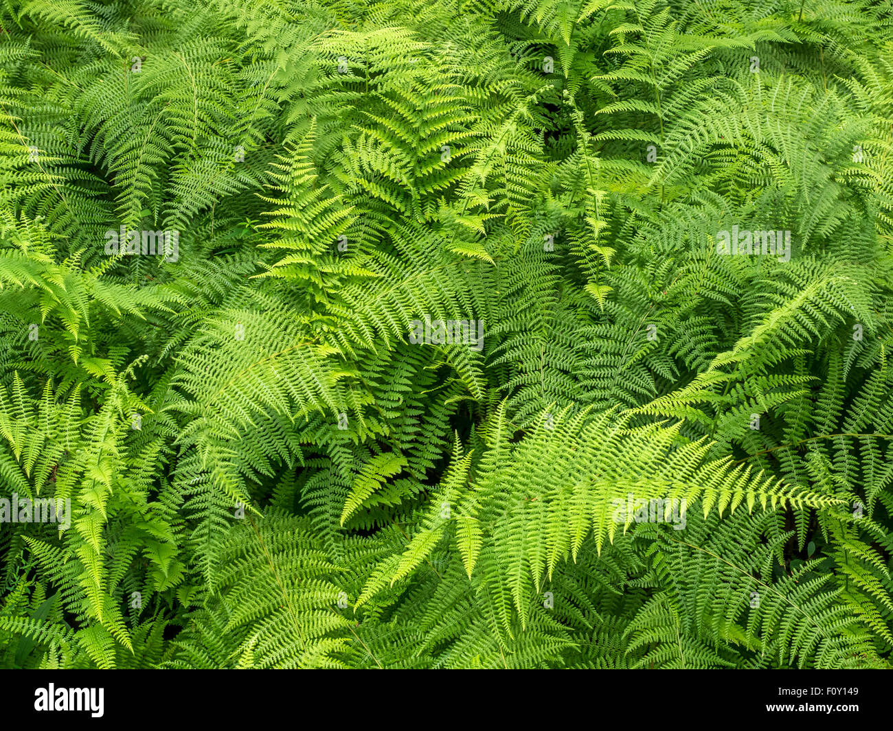 Green fern background Stock Photo - Alamy