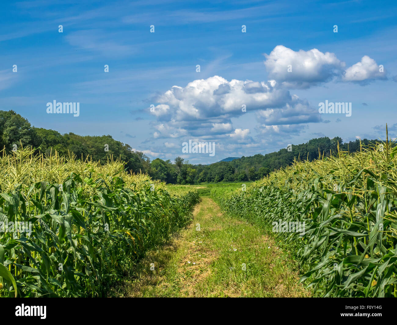 Sweet corn field against blue cloudy sky Stock Photo - Alamy