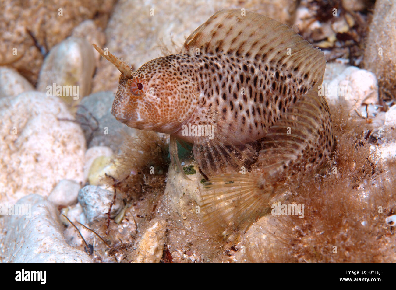 Marine fish tentacled blenny parablennius hi-res stock photography and ...