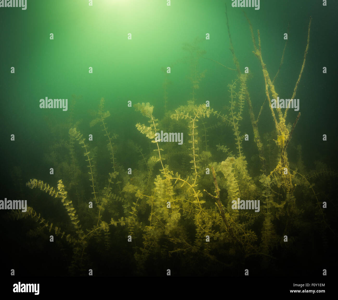 Underwater river hi-res stock photography and images - Alamy