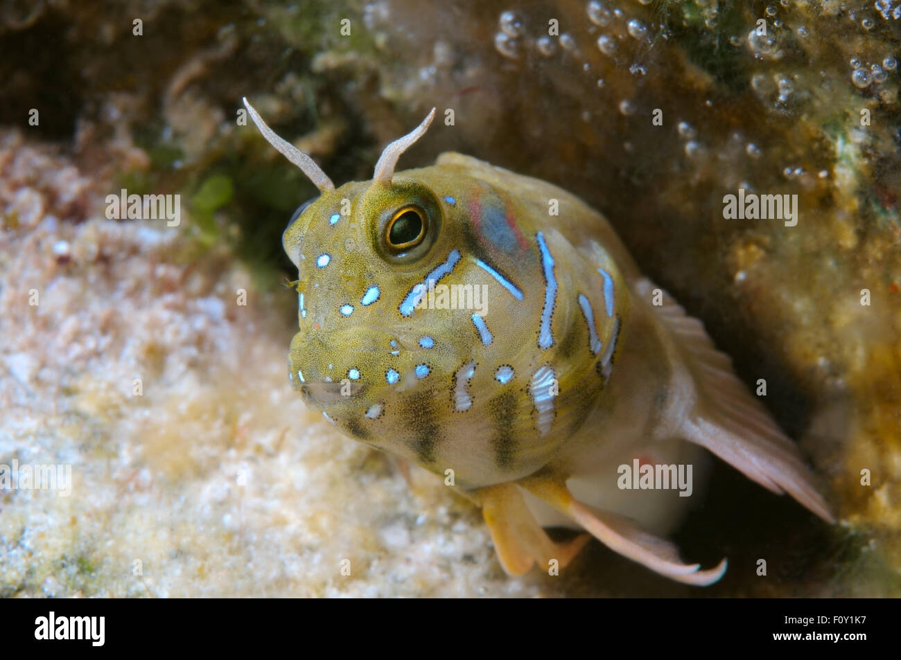 15 oct 1861 1861 hi-res stock photography and images - Alamy