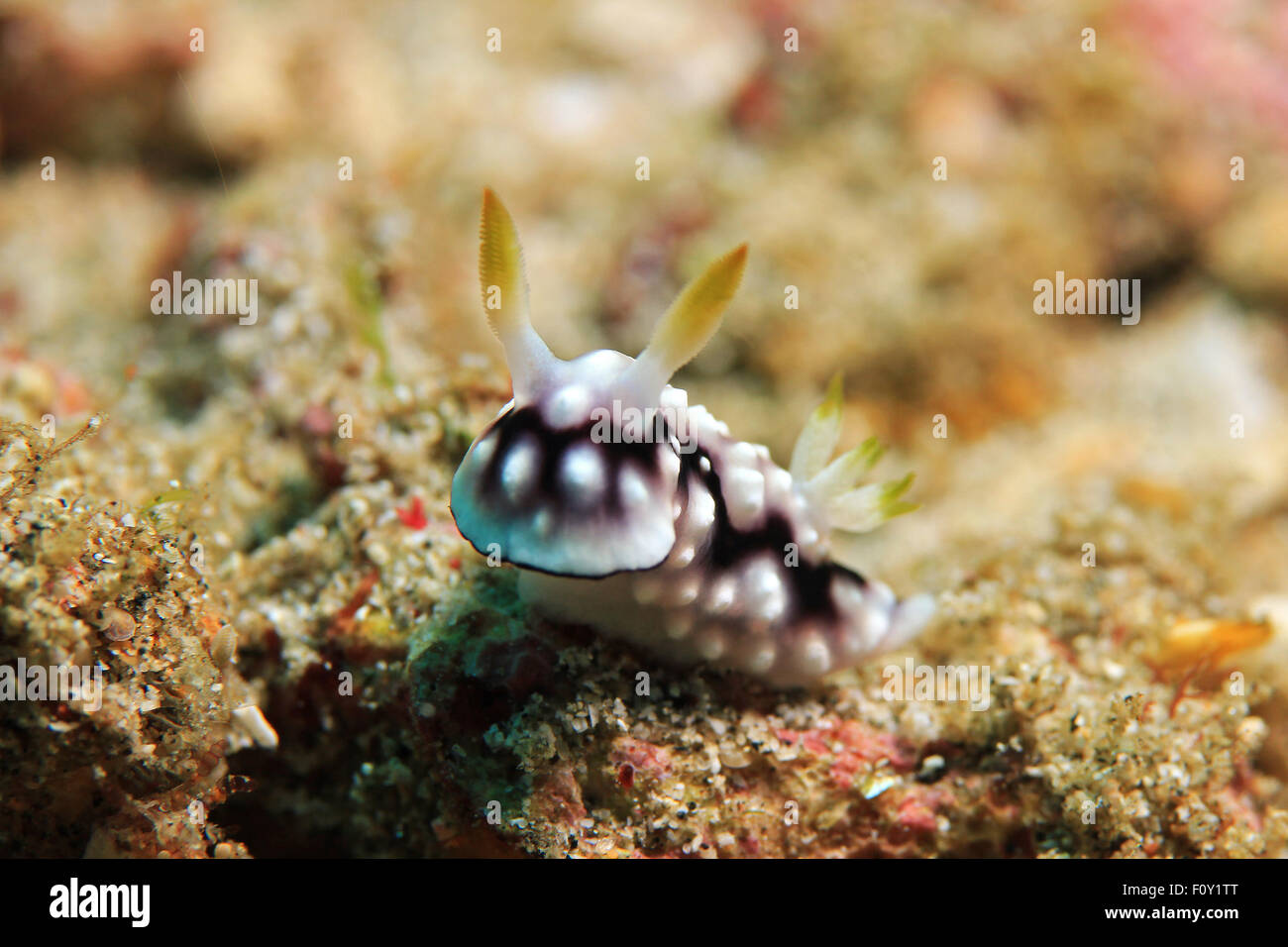 Chromodoris geometrica hi-res stock photography and images - Alamy