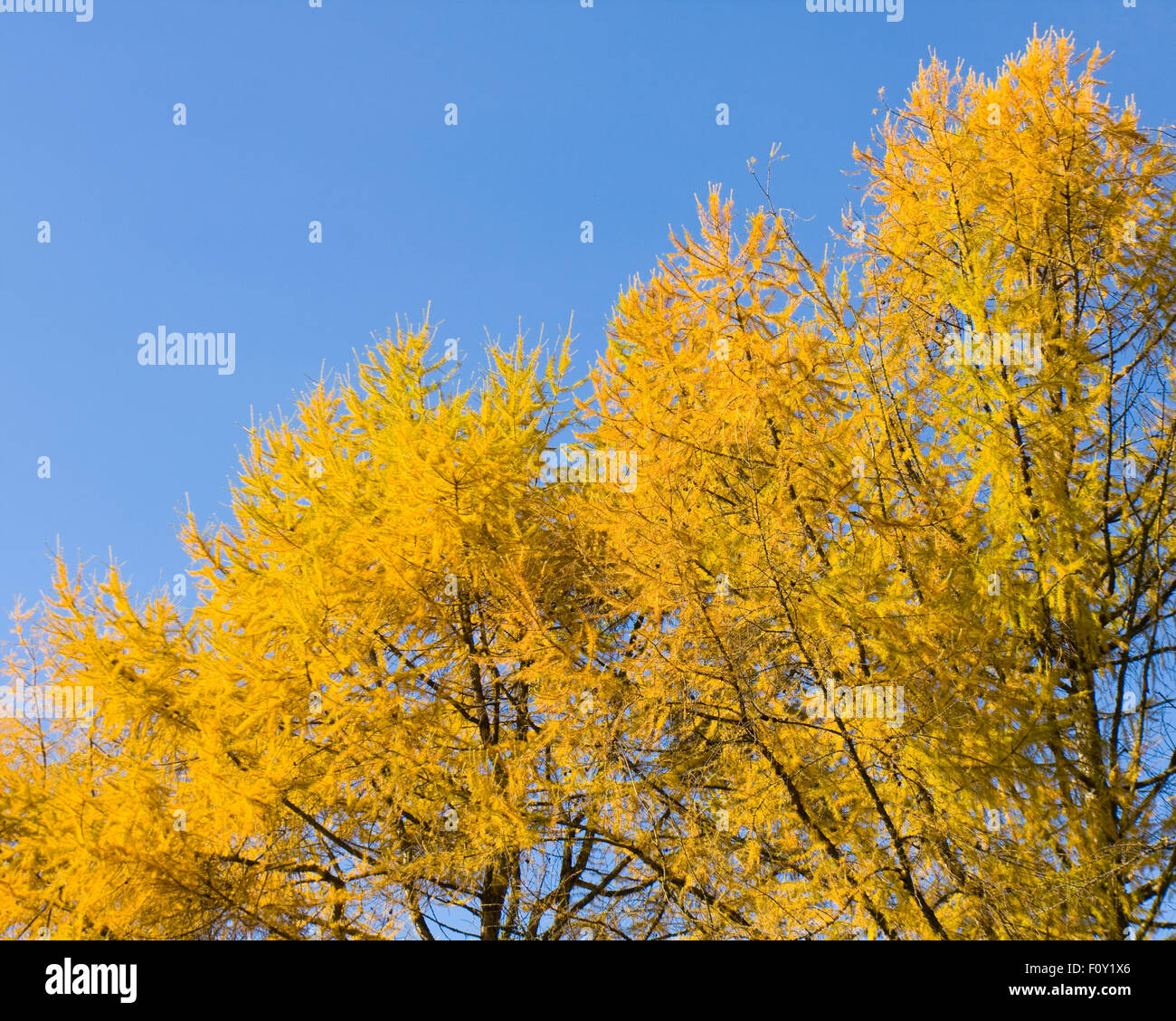 Larch Branch Stock Photos & Larch Branch Stock Images - Alamy