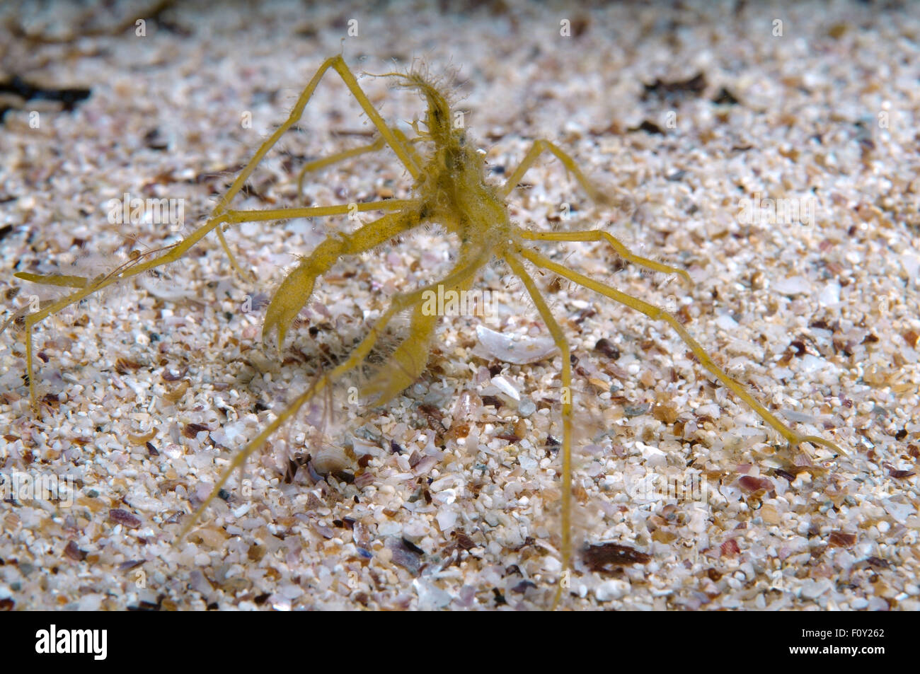 Long legged spider crab macropodia hi-res stock photography and images ...