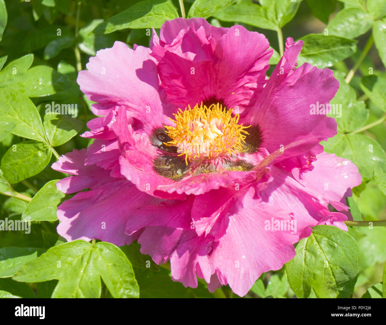 One big flower hi-res stock photography and images - Alamy