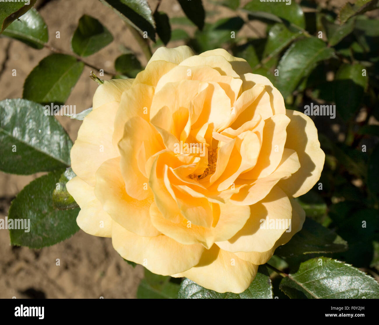 One big flower rose of yellow colour in garden Stock Photo - Alamy