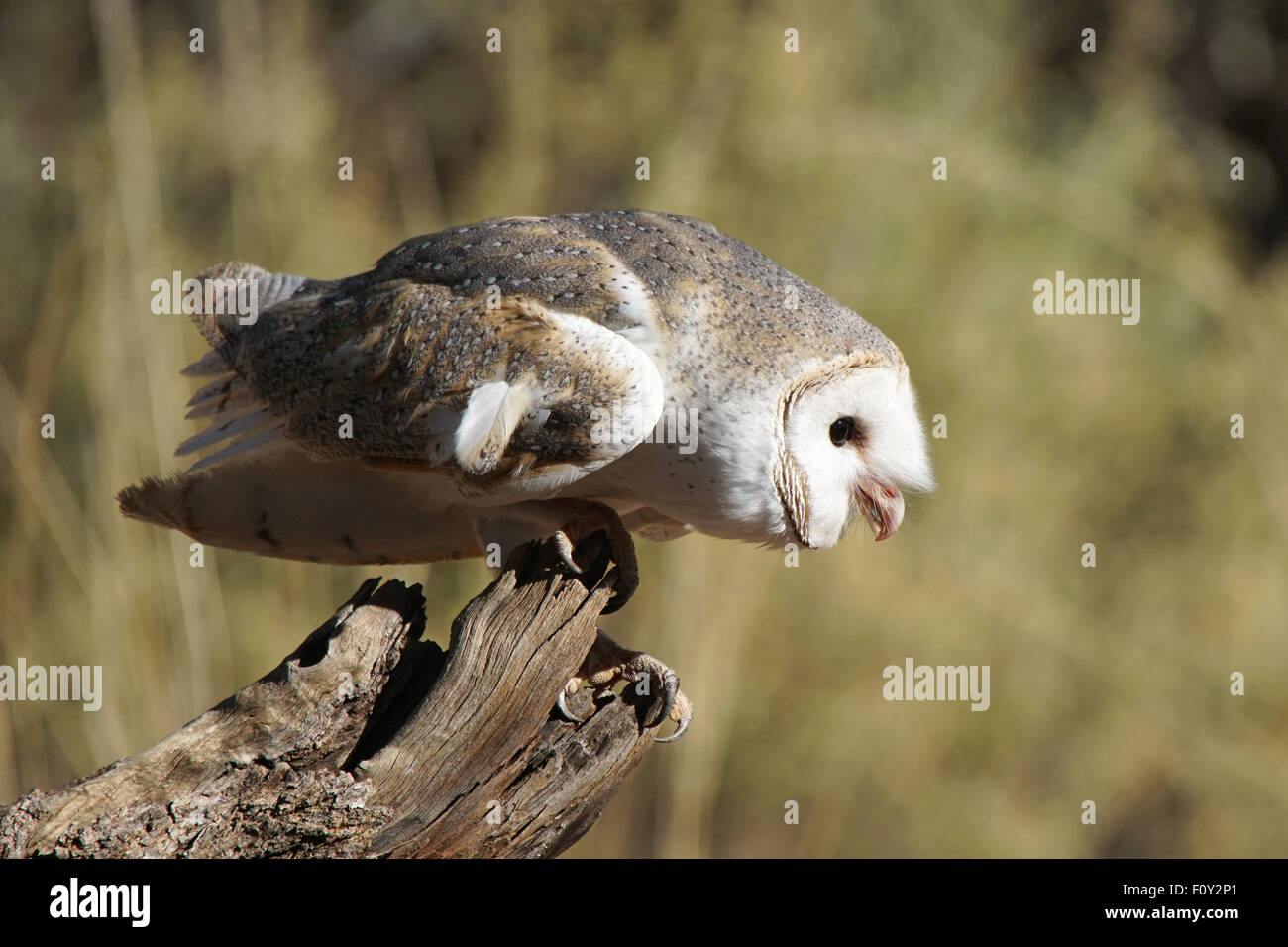 Australian avifauna hi-res stock photography and images - Alamy